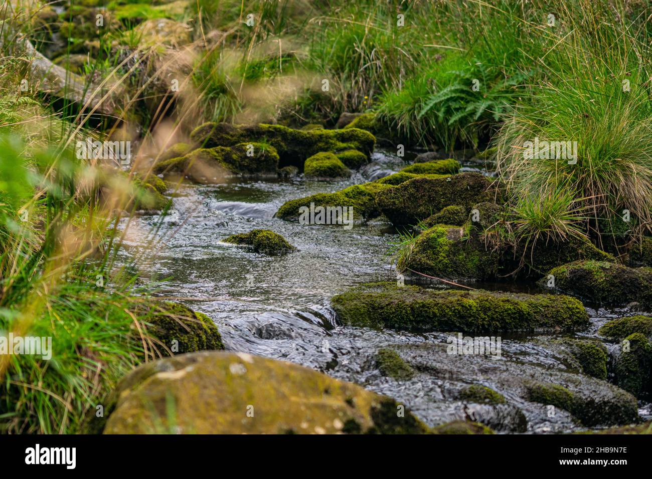 Thin hillside river with abundance of greenery and mossy pebbles. Calm ...
