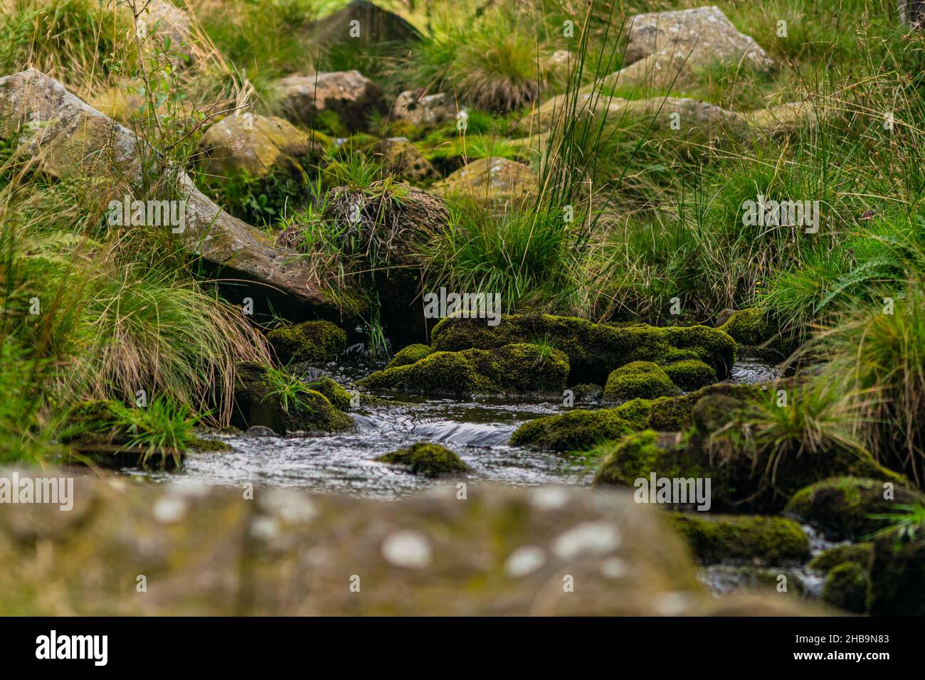 Thin hillside river with abundance of greenery and mossy pebbles. Calm ...