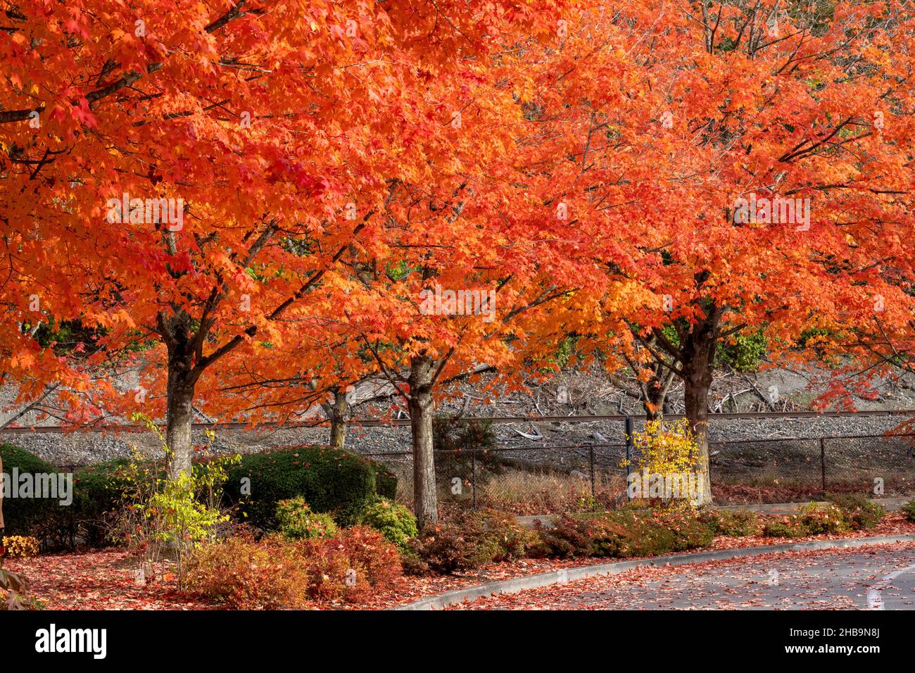 Renton, Washington, USA. Colorful red maple trees in Autumn in Gene Coulon Memorial Beach Park ...