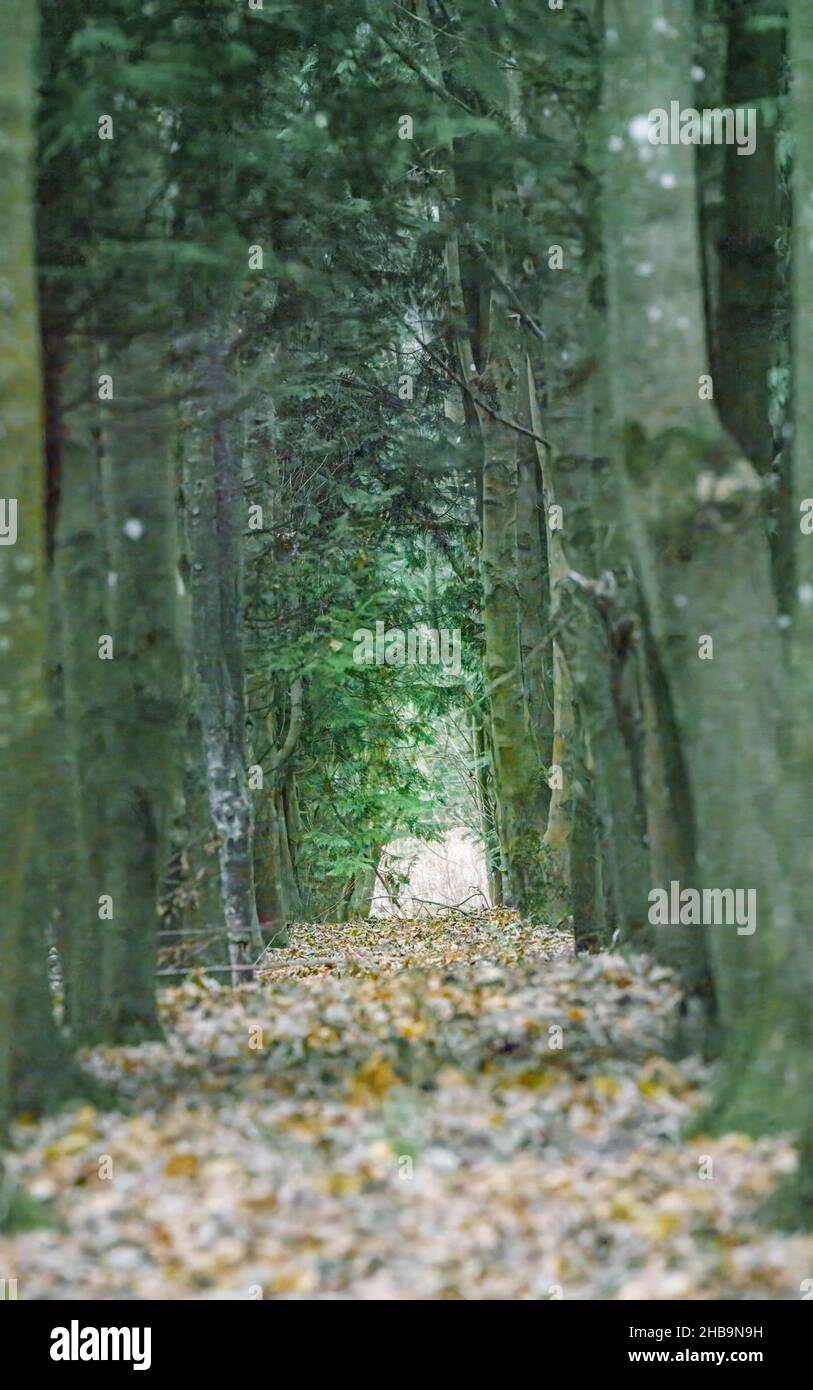 tunnel through dozens of pine trees, far end lit by winter sun Stock ...