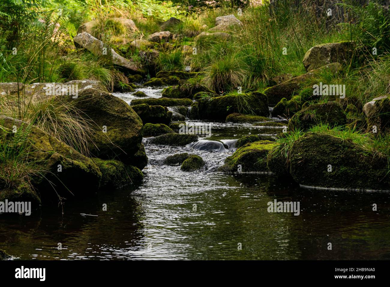 Thin hillside river with abundance of greenery and mossy pebbles. Calm ...