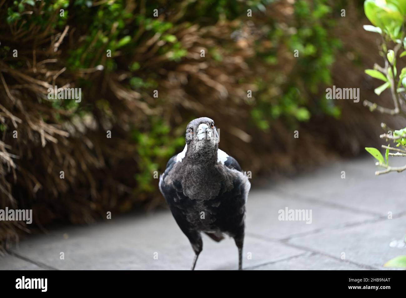Australian magpie with a quizzical look on its face, while standing ...