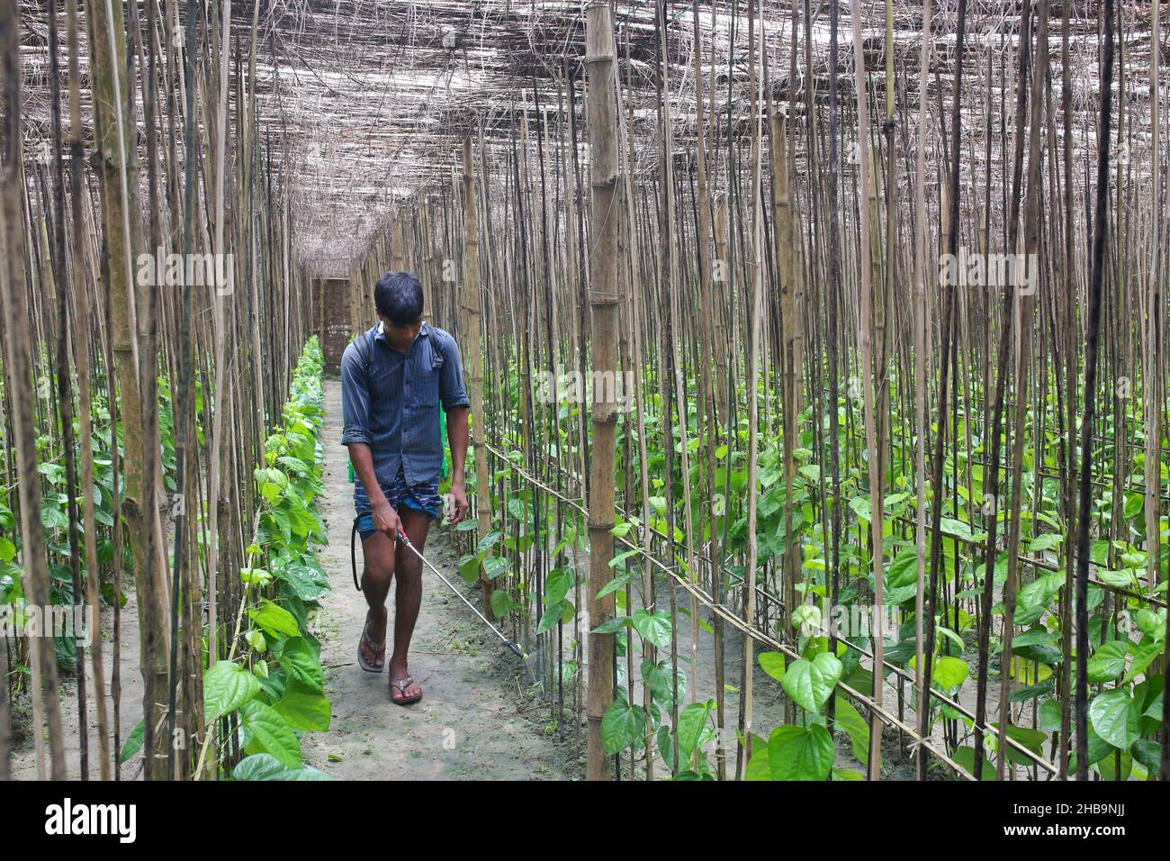 July 7, 2020 - Rajshahi, Rajshahi, Bangladesh - Betel leaf, Sweet betel ...
