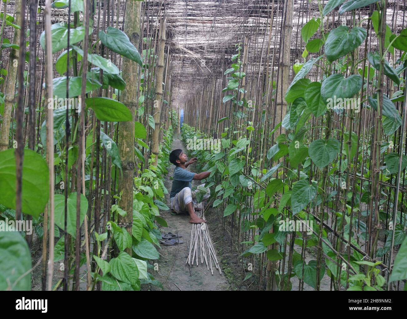 Bangladesh betel leaf hi-res stock photography and images - Alamy