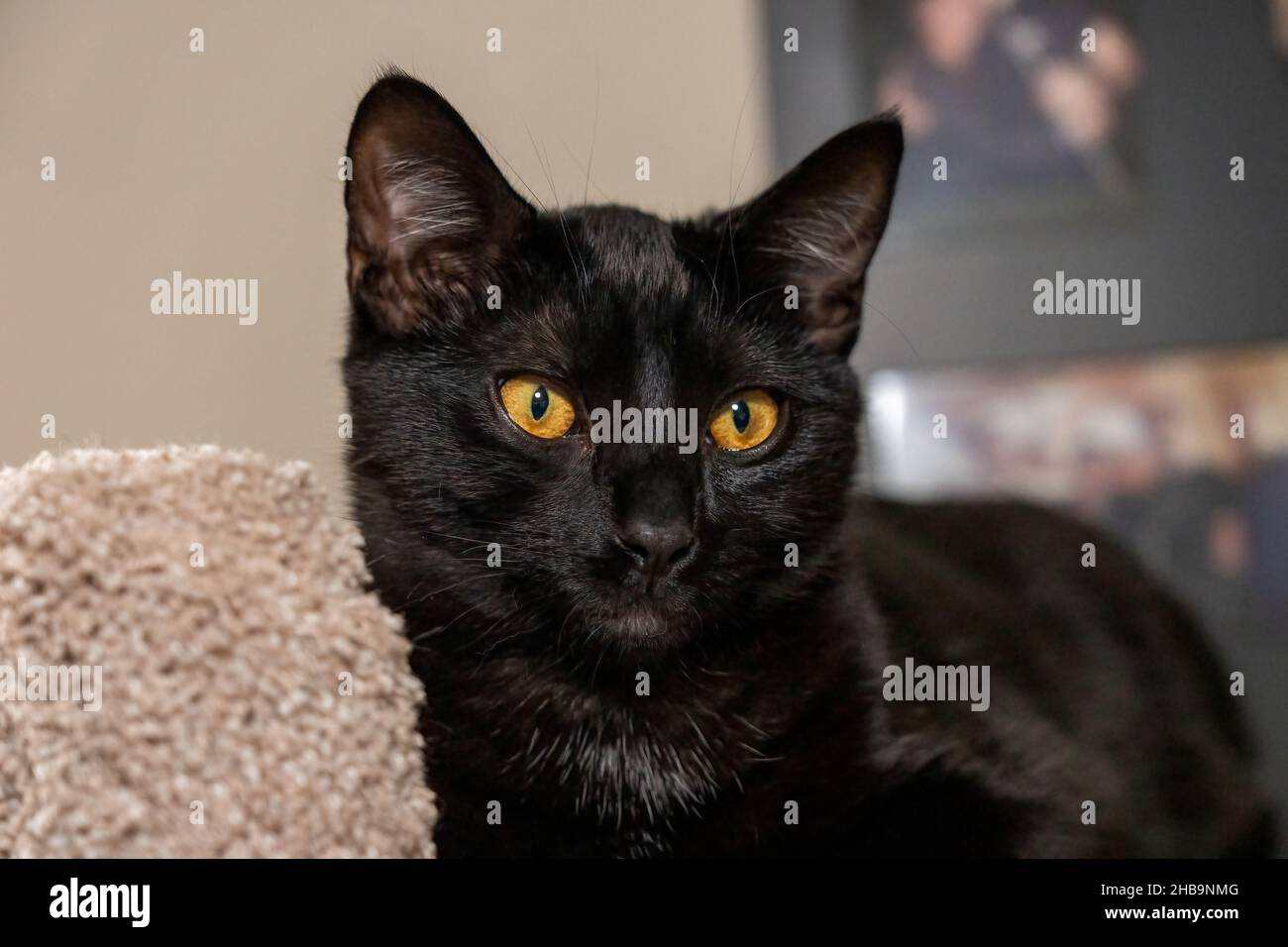 Black cat washington hi-res stock photography and images - Alamy