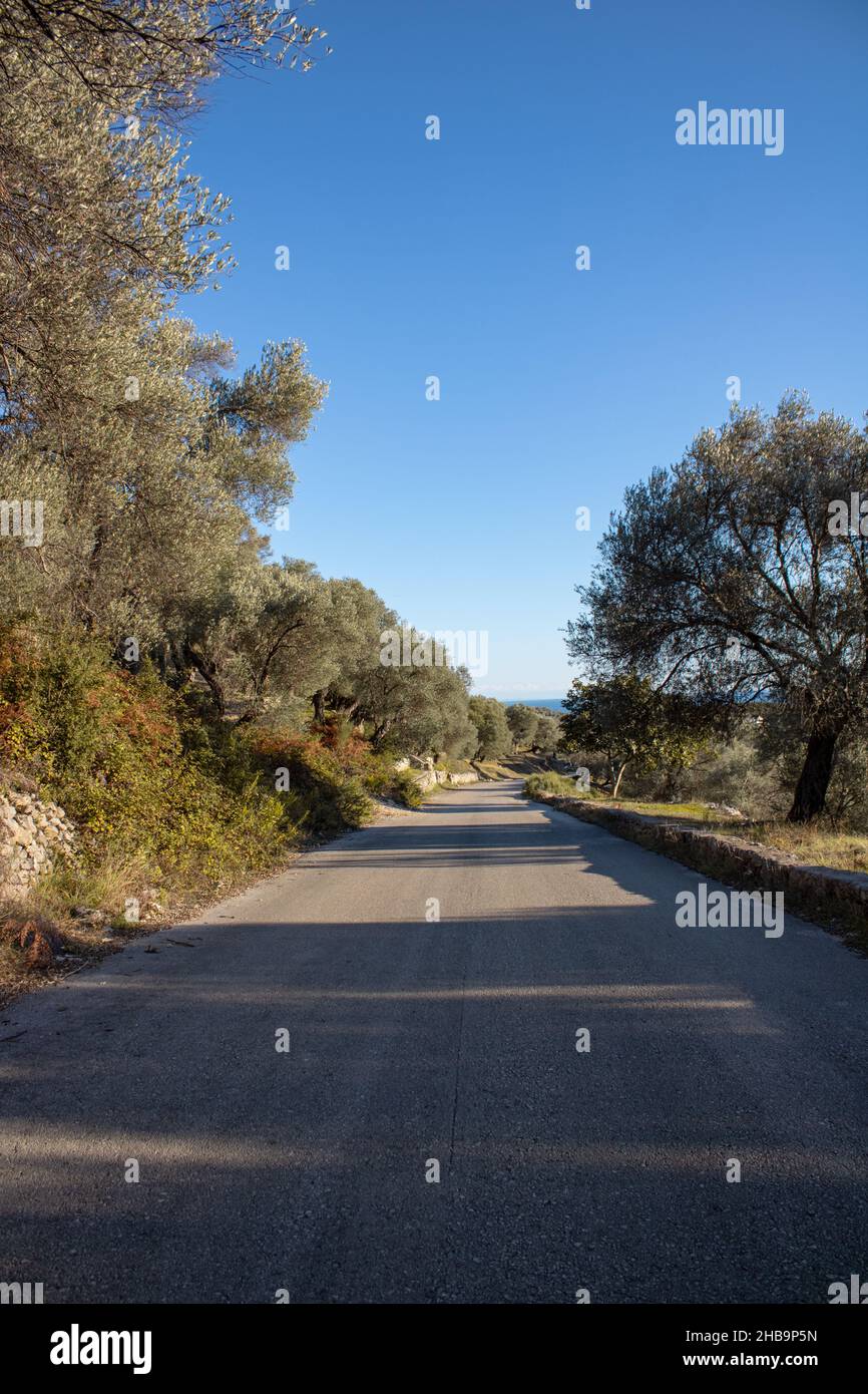 Empty road with trees on the sides Stock Photo - Alamy