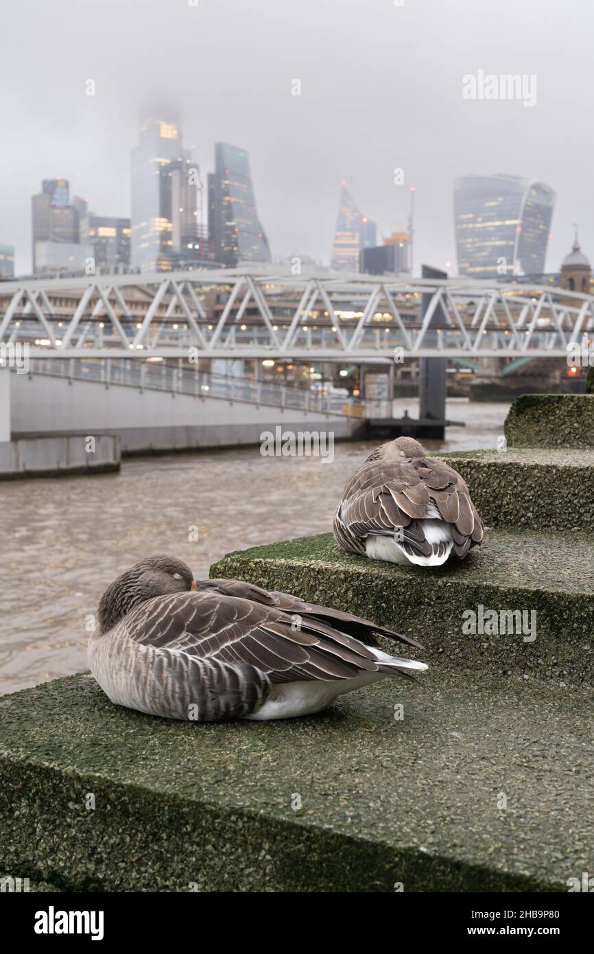 Goose on the river thames, London Bankside, South Bank Stock Photo - Alamy