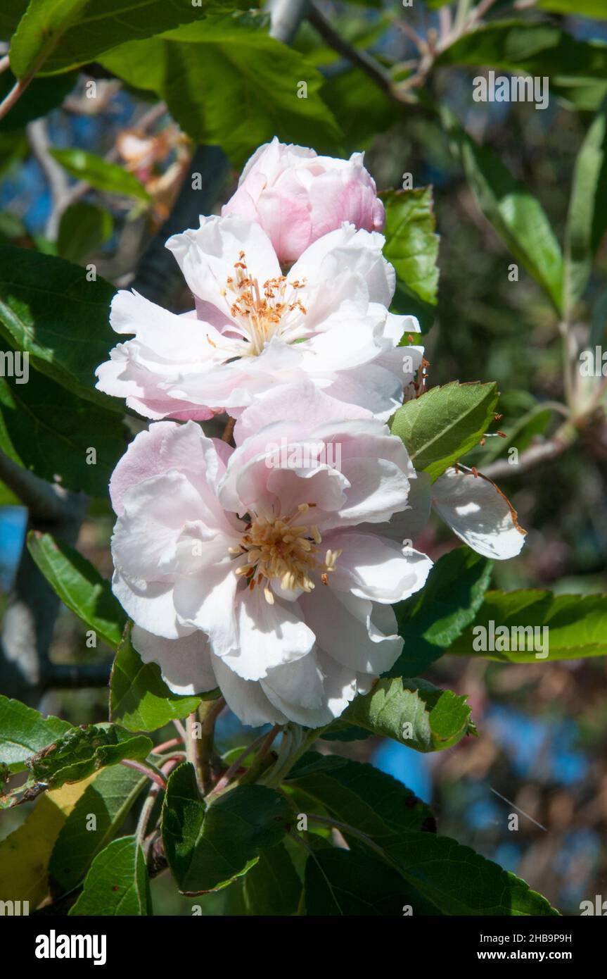Australian fruit trees hi-res stock photography and images - Alamy