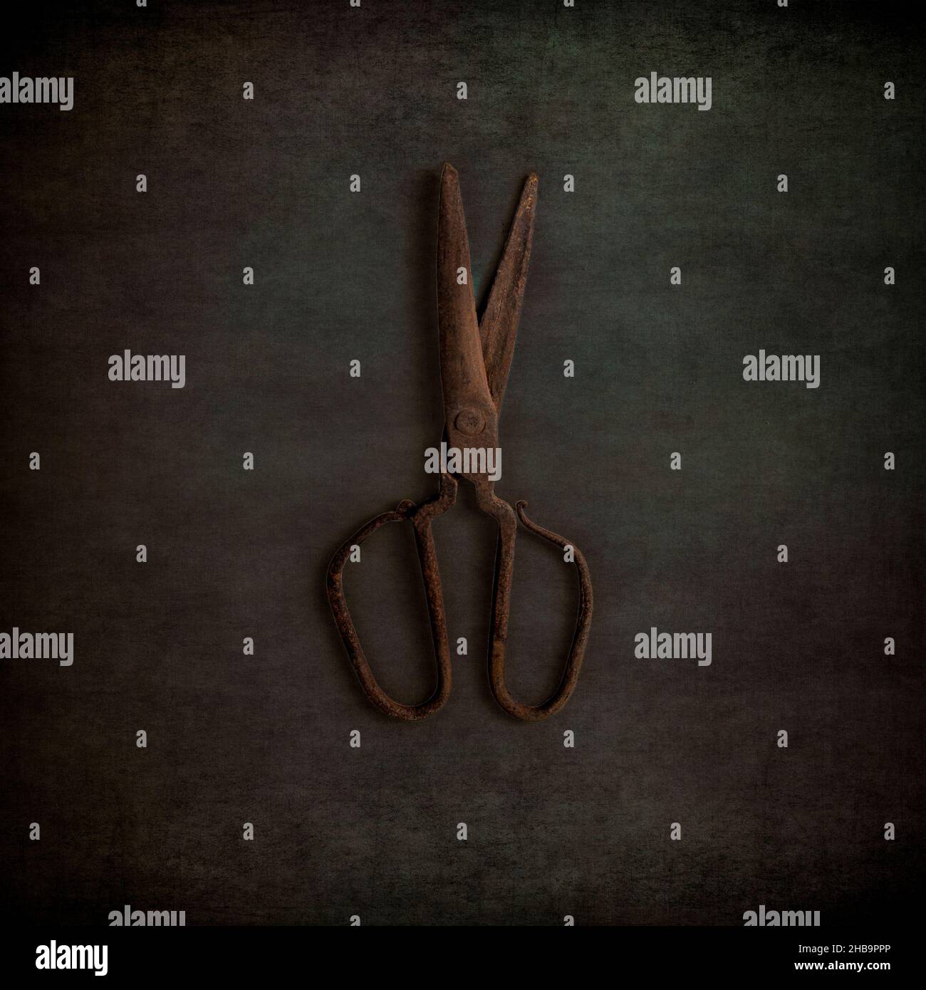 Still life with vintage rusty scissors for sheep shearing, on rustic ...