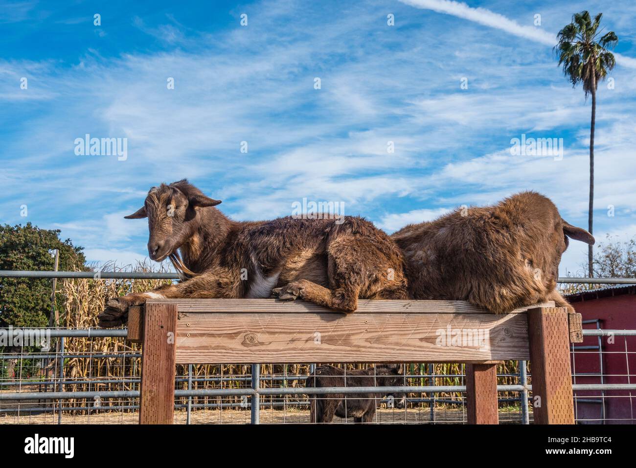 Two goats laying end to end at Lane's Farm, Goleta, California Stock ...