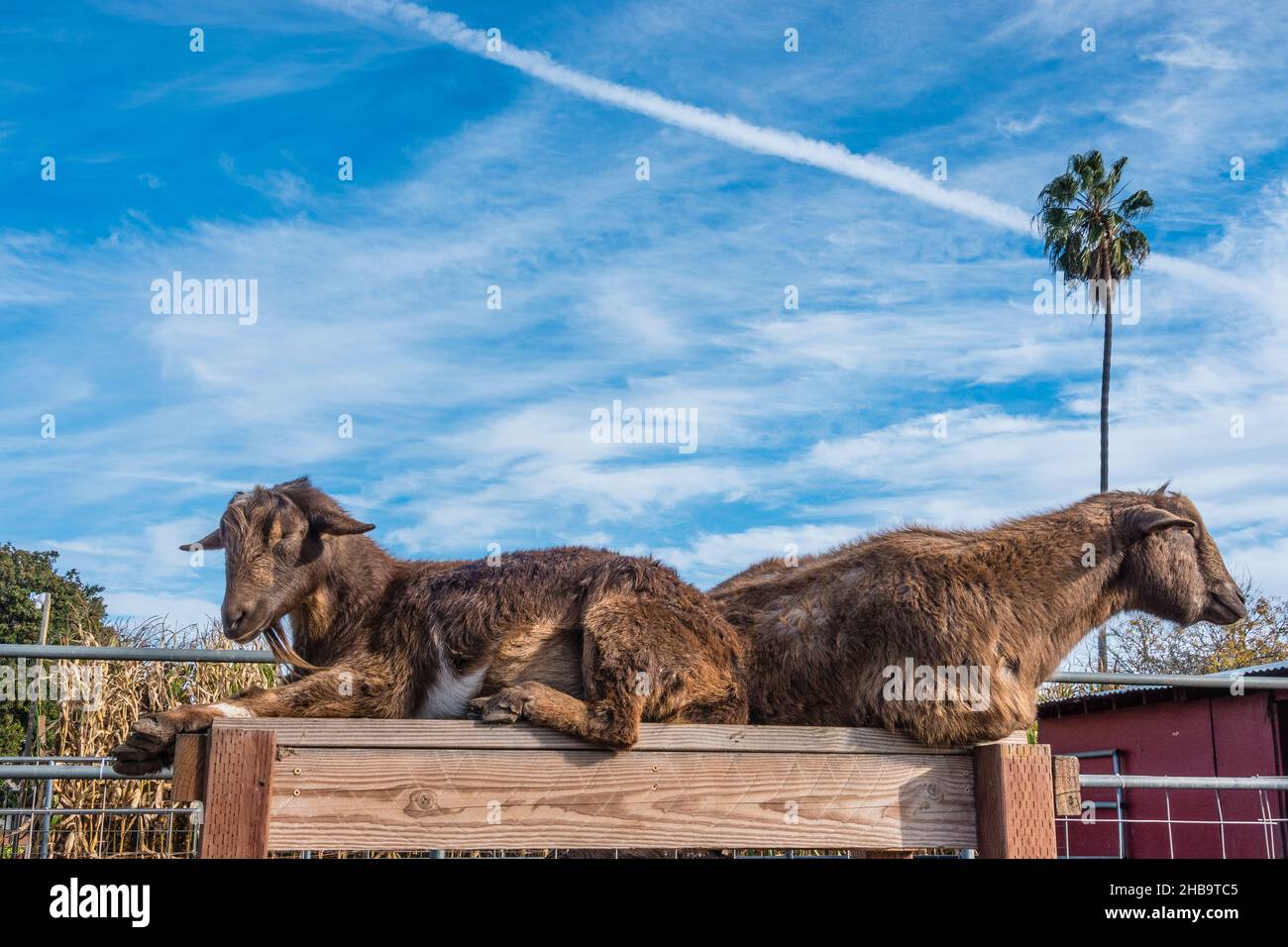 Two goats laying end to end at Lane's Farm, Goleta, California Stock ...