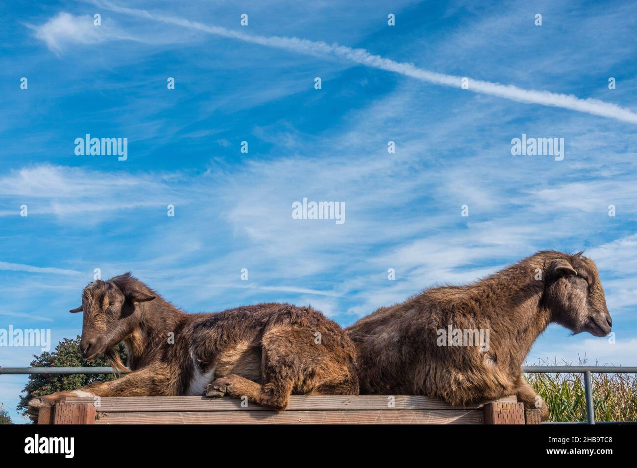 Two goats laying end to end at Lane's Farm, Goleta, California Stock ...