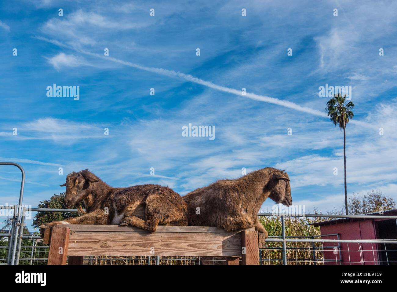 Two goats laying end to end at Lane's Farm, Goleta, California Stock ...