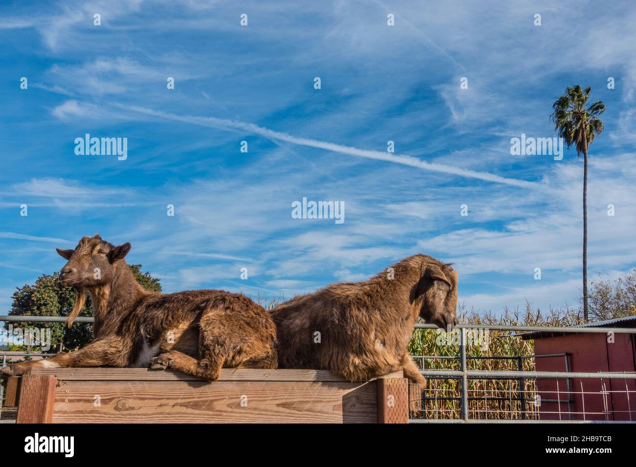 Two goats laying end to end at Lane's Farm, Goleta, California Stock ...