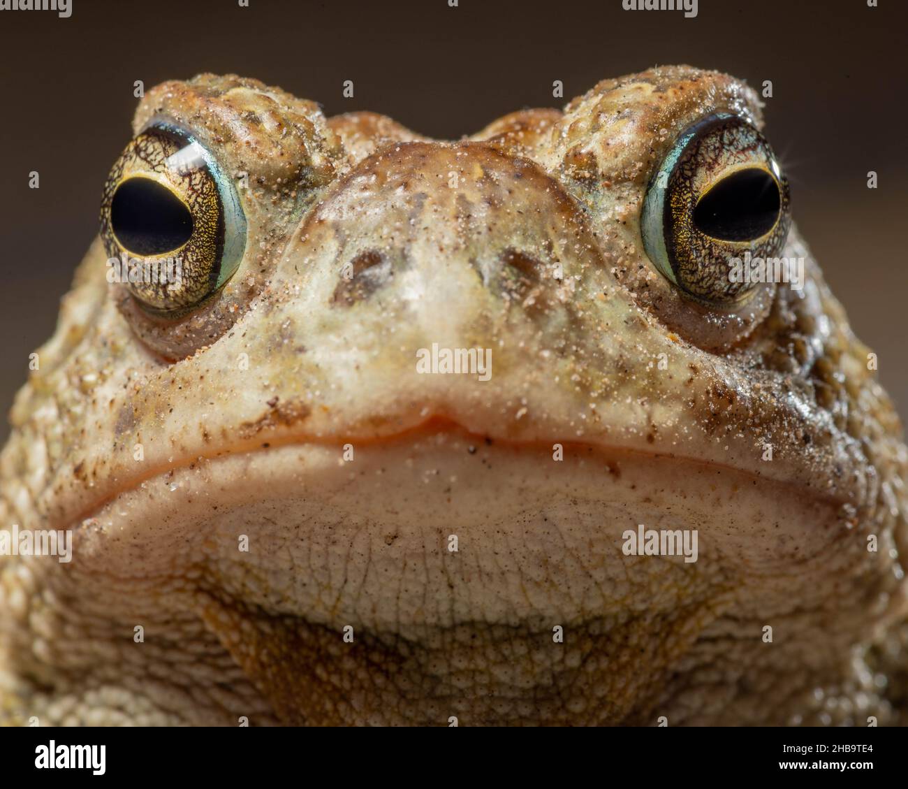 Great Plains Toad, (Anaxyrus cognatus), Bosque del Apache National ...