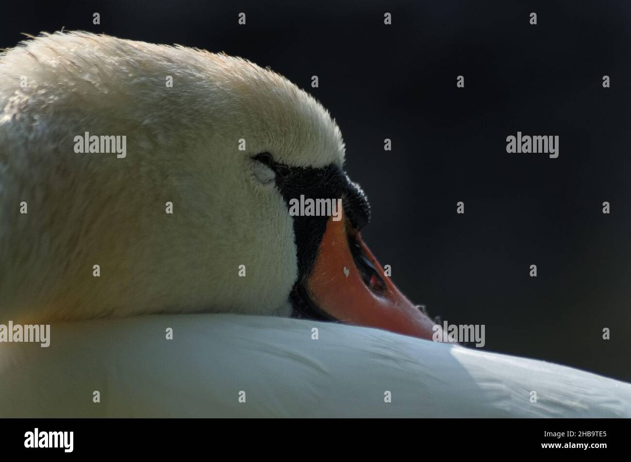 Close up view of a white Mute Swan trying to sleep in the morning ...