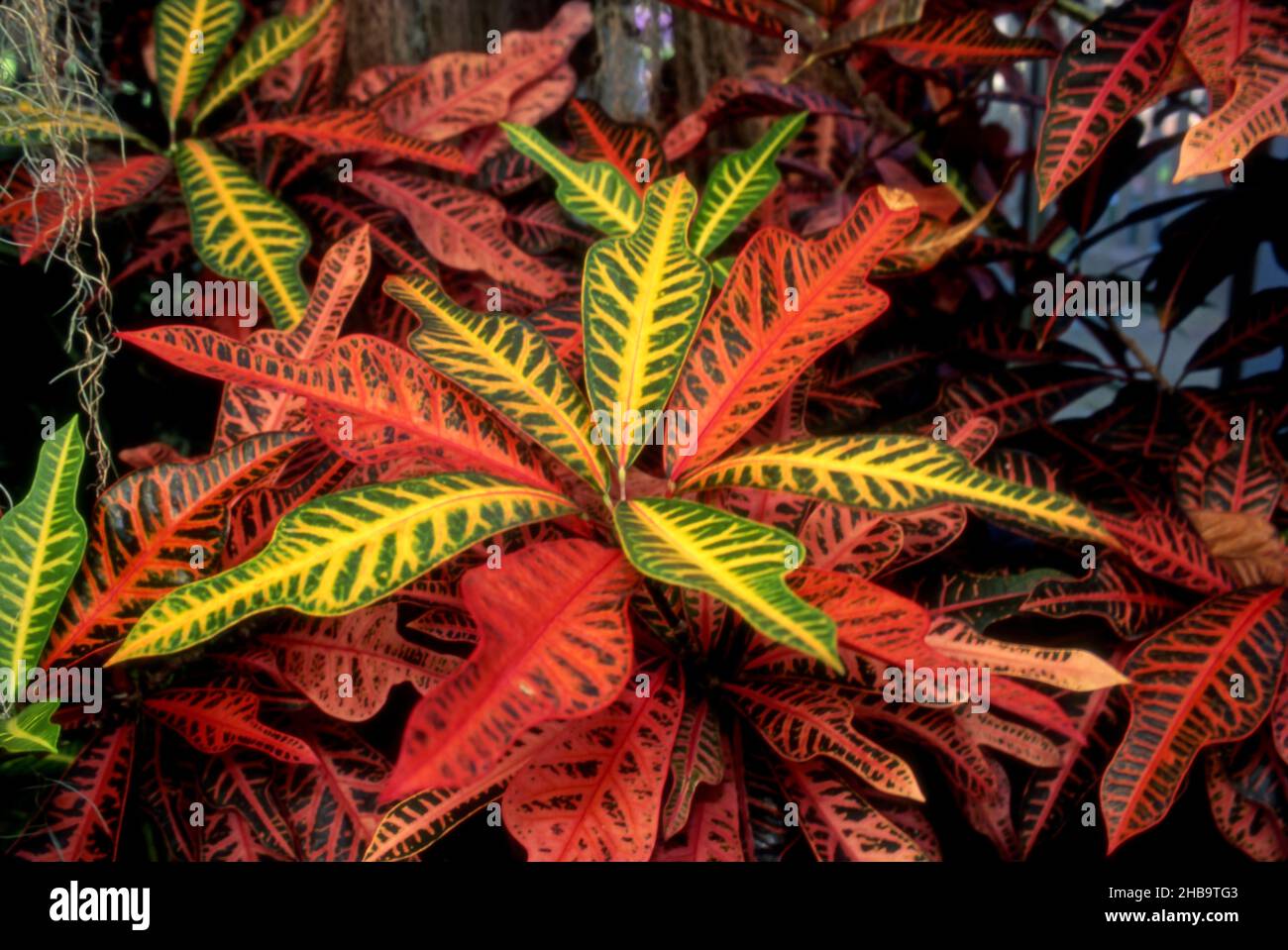 A Croton hybrid tropical forest plant growing at the Sherman Gardens in ...