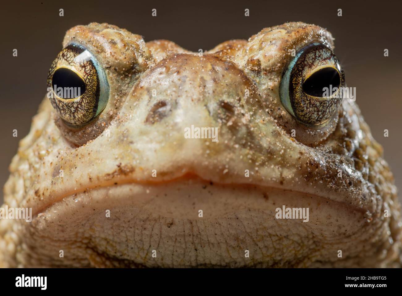 Great Plains Toad, (Anaxyrus cognatus), Bosque del Apache National ...