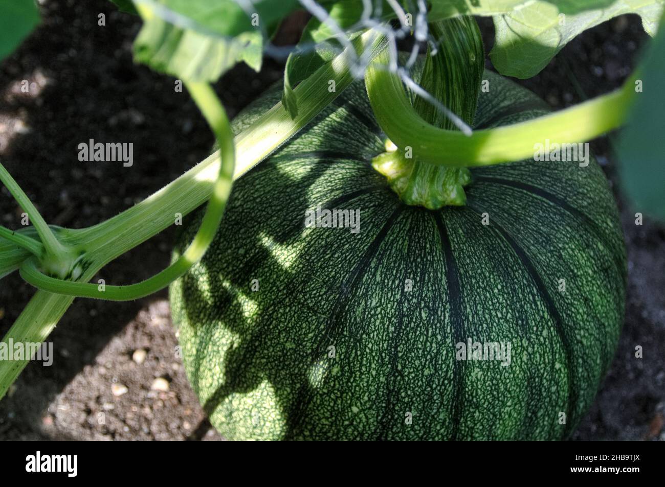 Pumpkin plant vine leaf hi-res stock photography and images - Alamy