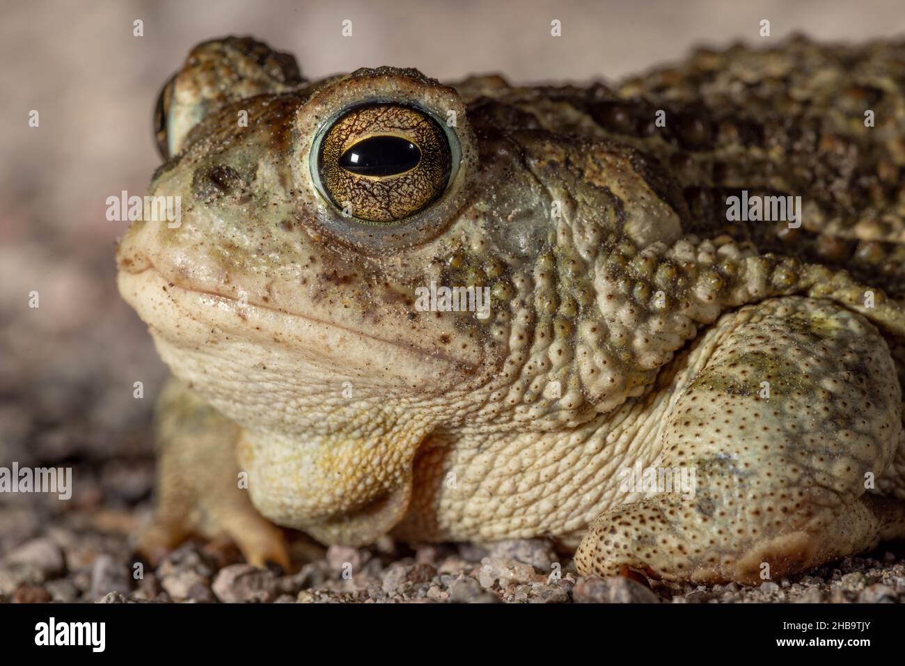 Great Plains Toad, (Anaxyrus cognatus), Bosque del Apache National ...