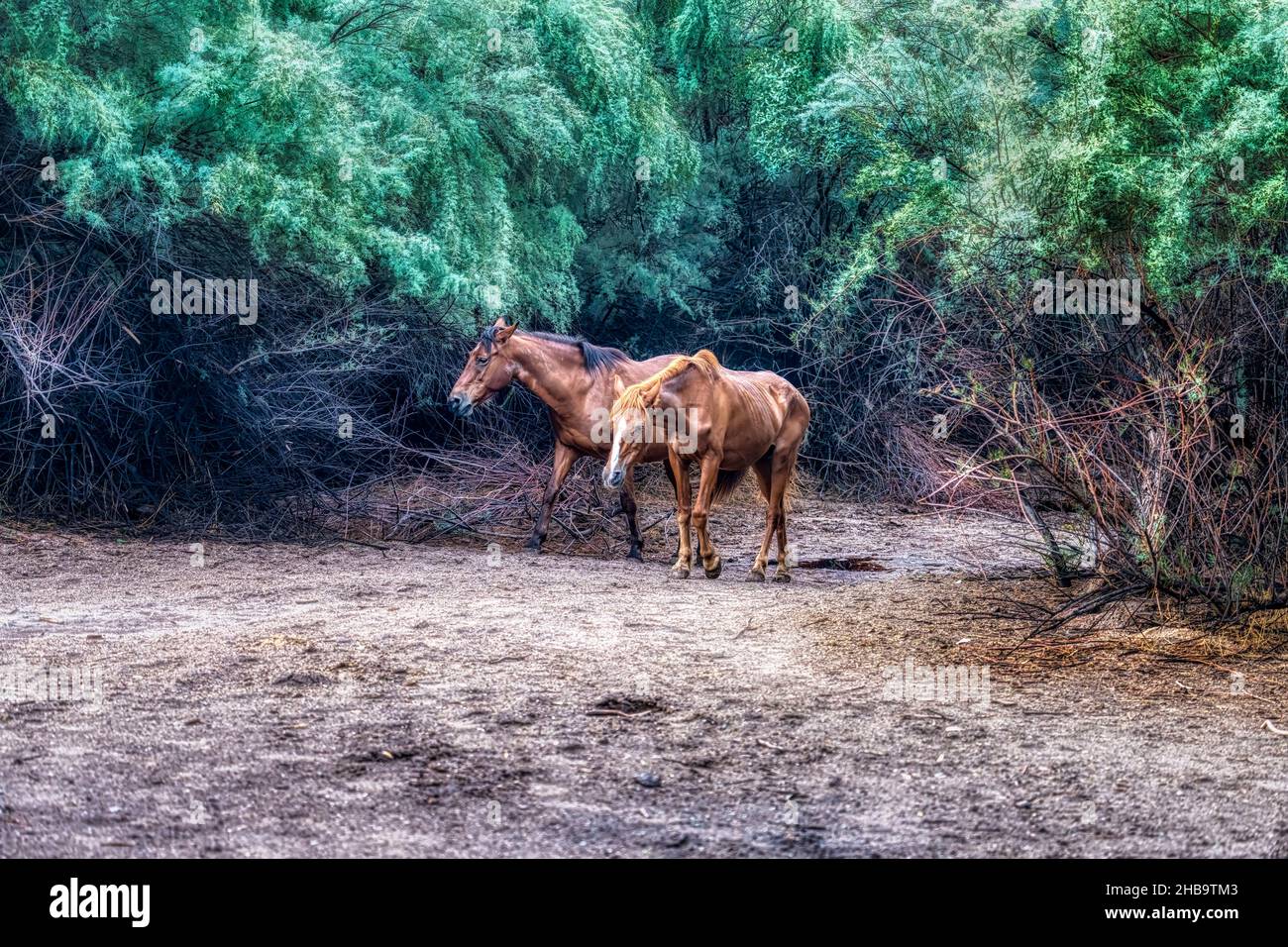 Salt River Wild Horses in Tonto National Forest near Phoenix, Arizona ...
