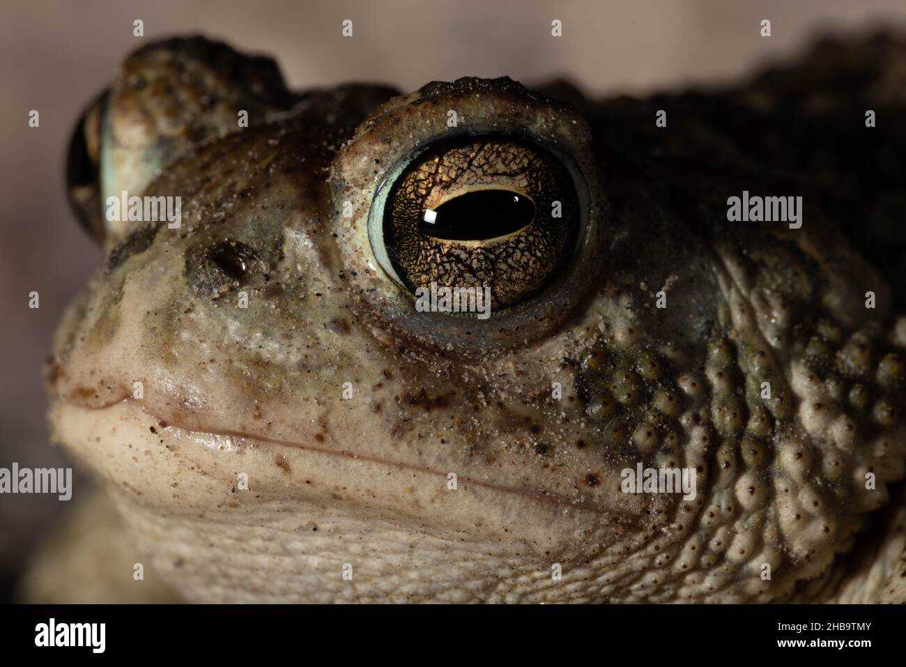 Great Plains Toad, (Anaxyrus cognatus), Bosque del Apache National ...