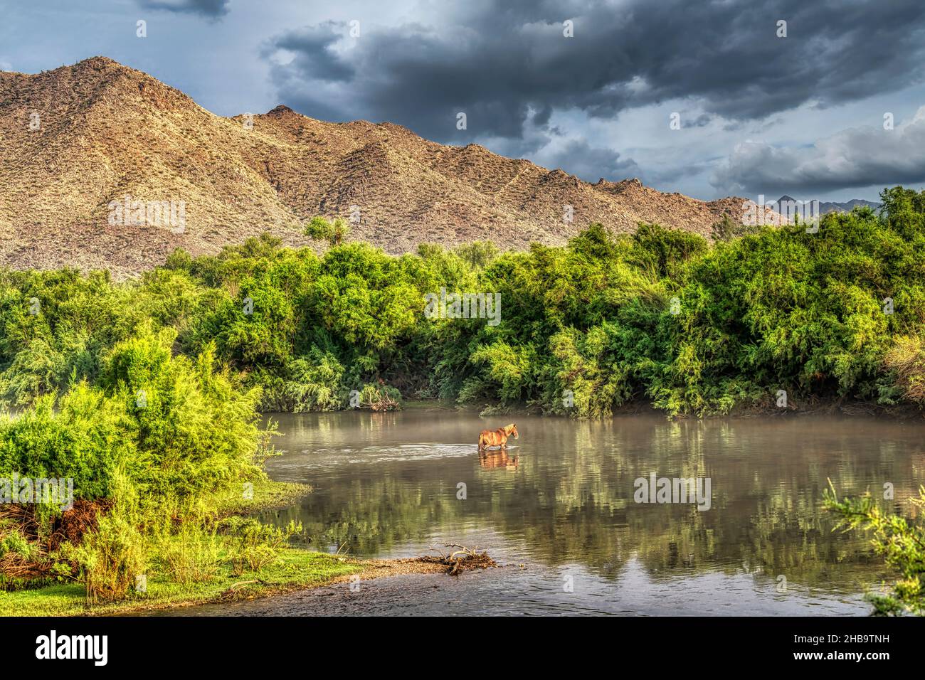 Salt River Wild Horses in Tonto National Forest near Phoenix, Arizona ...
