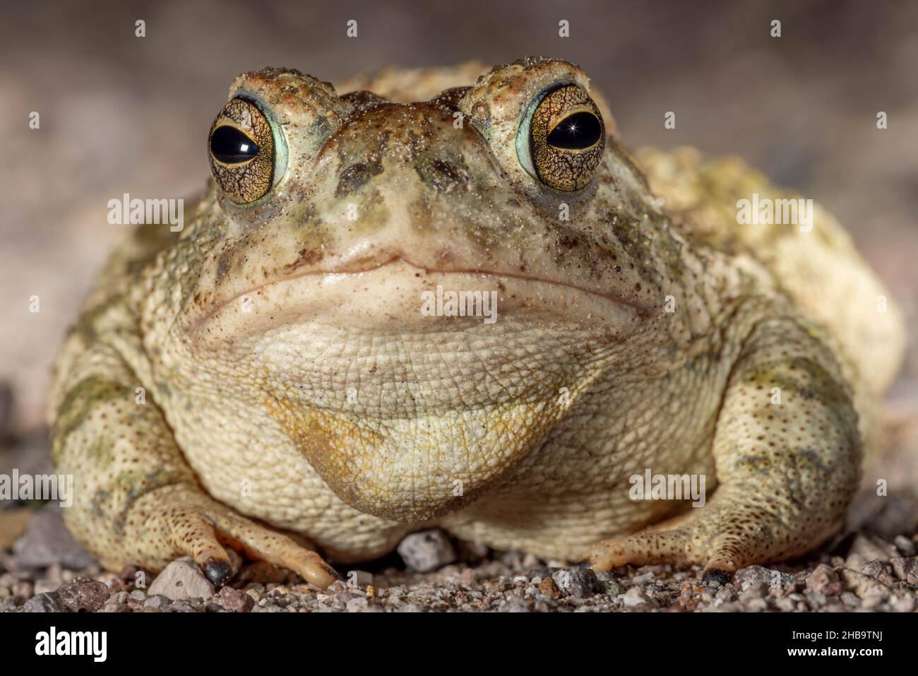 Great Plains Toad, (Anaxyrus cognatus), Bosque del Apache National ...