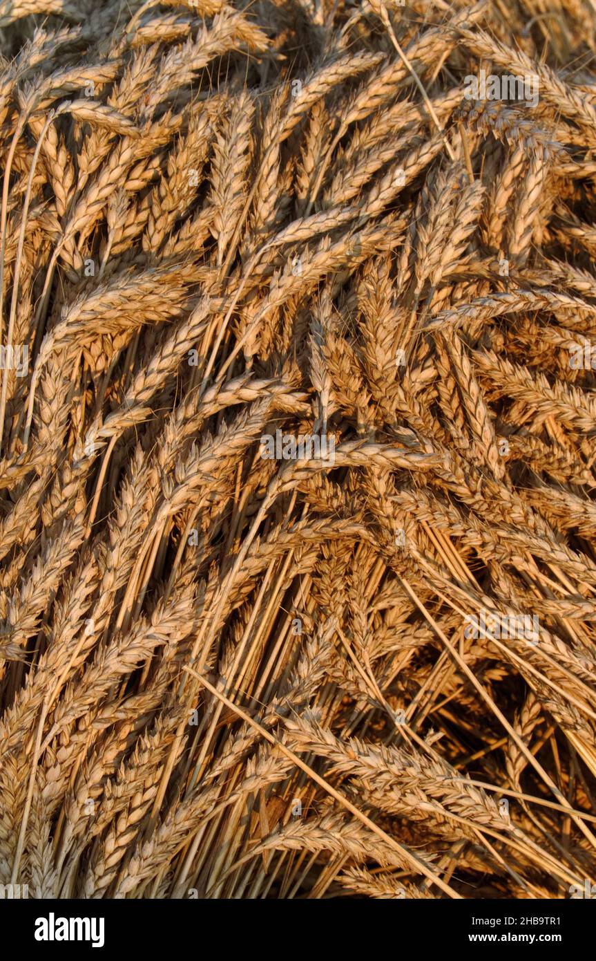Gathered wheat hi-res stock photography and images - Alamy