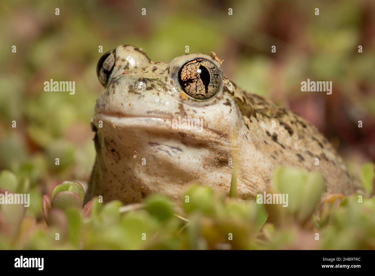 Plains spadefoot toads hi-res stock photography and images - Alamy