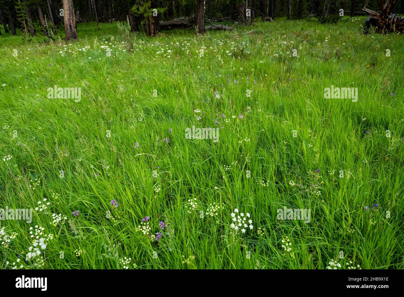 Thick forest yellowstone hi-res stock photography and images - Alamy