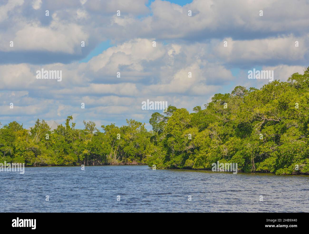 Barron River Mangroves in Everglades City, Collier County, Florida ...