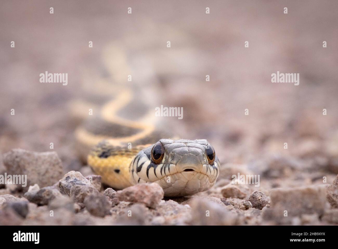 Western Black-necked Garter Snake, (Thamnophis cyrtopsis cyrtopsis ...