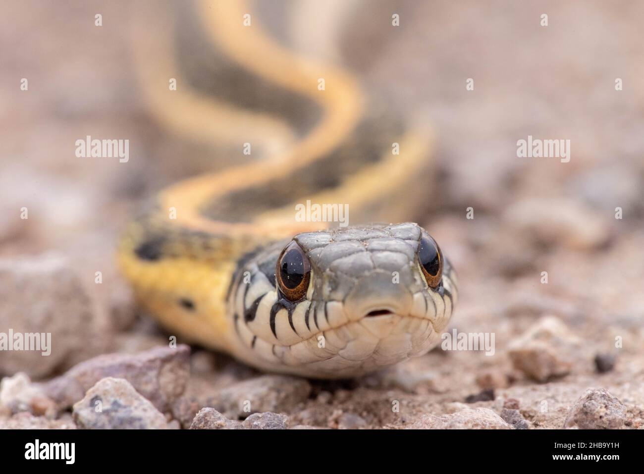 Western Black-necked Garter Snake, (Thamnophis cyrtopsis cyrtopsis ...