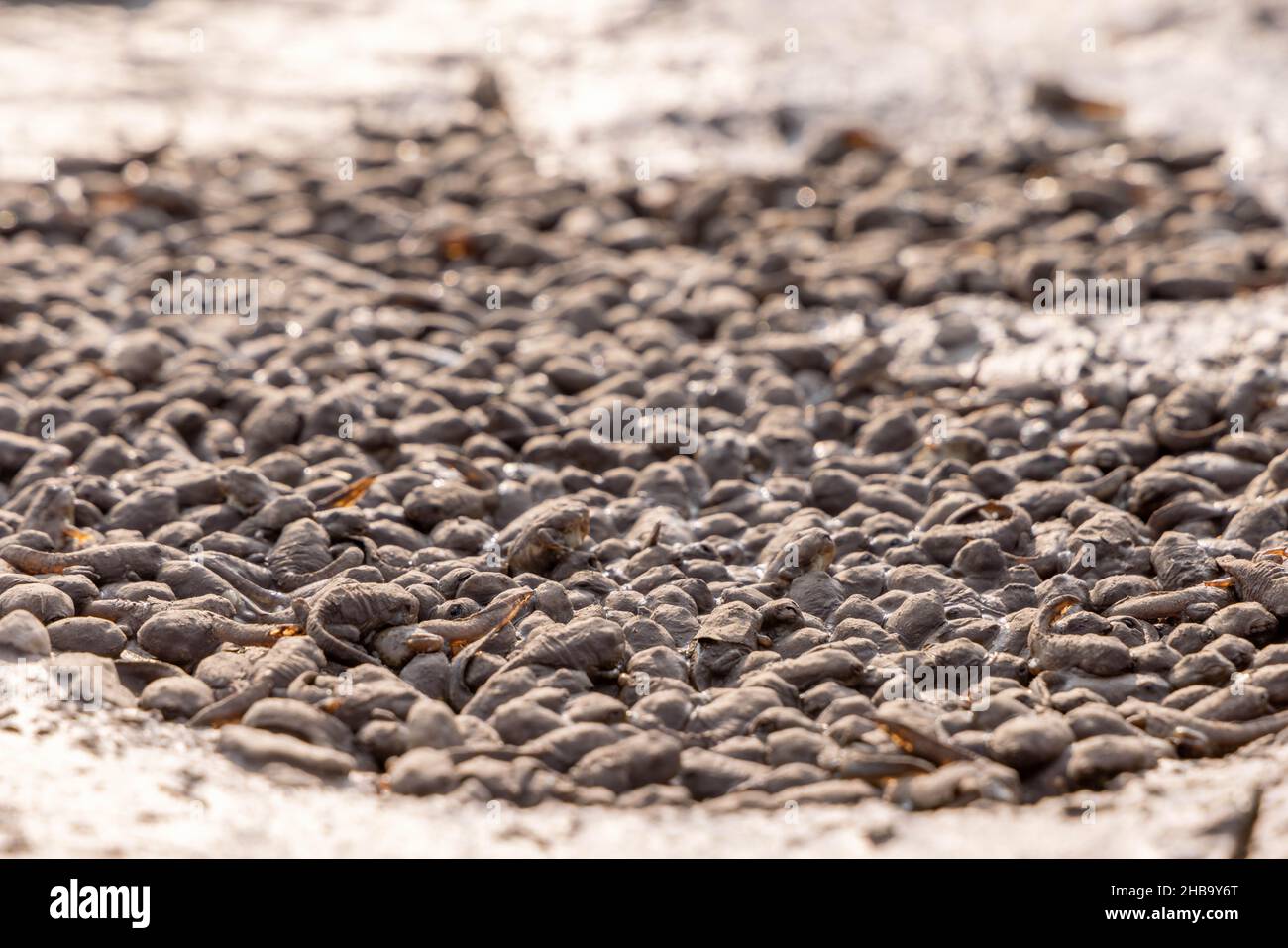 Pool with tadpoles hi-res stock photography and images - Alamy