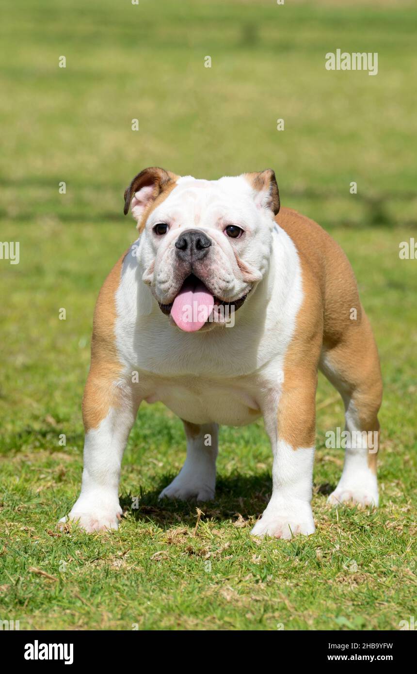 British bull dog show hi-res stock photography and images - Alamy