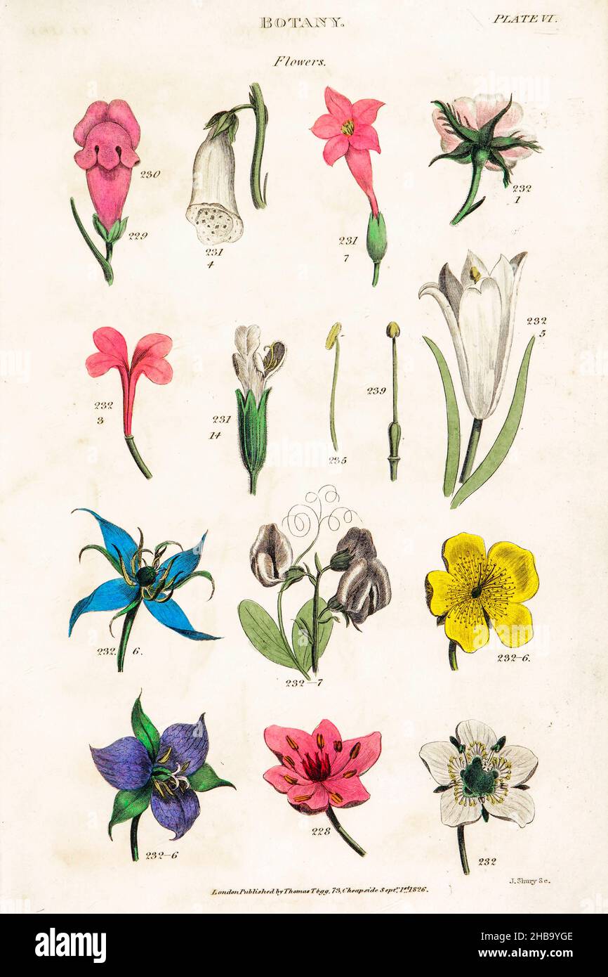 Botanical illustrations depicting the Linnean classification system ...