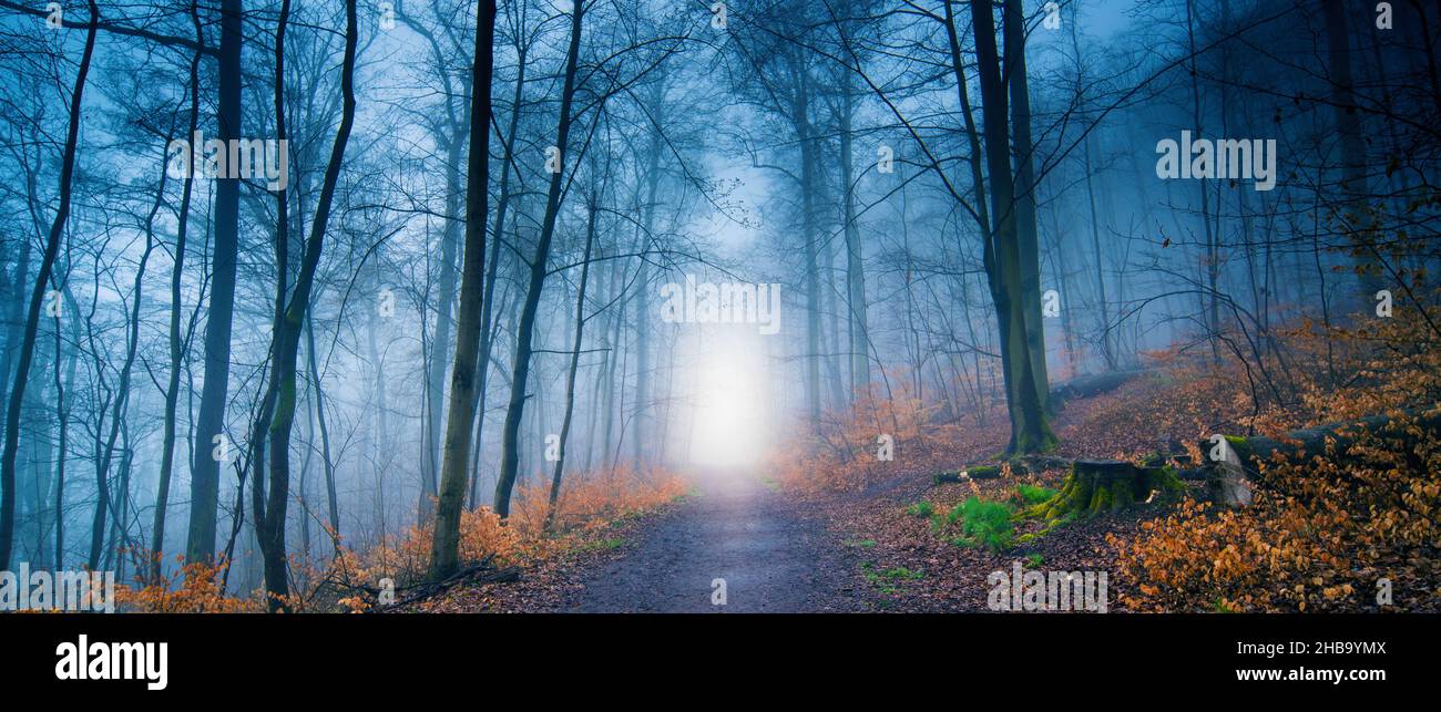 Autumn forest path foggy hi-res stock photography and images - Alamy