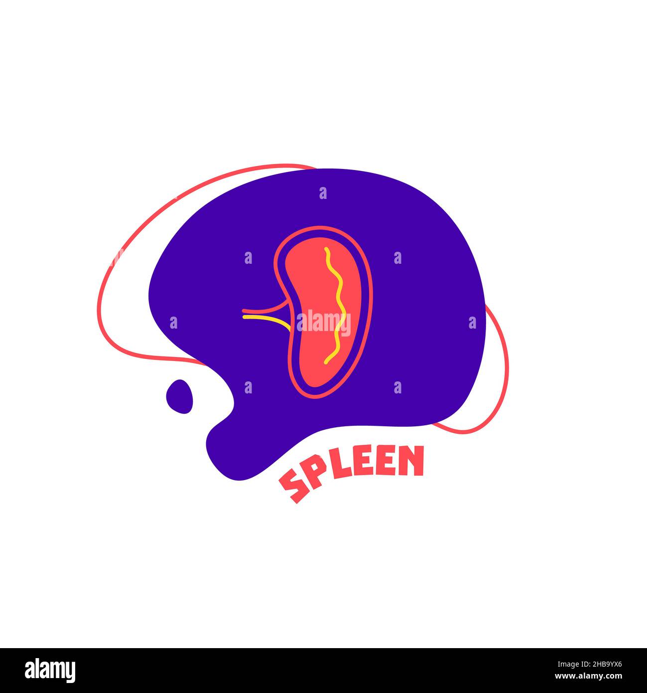 Spleen body organ, conceptual illustration Stock Photo - Alamy