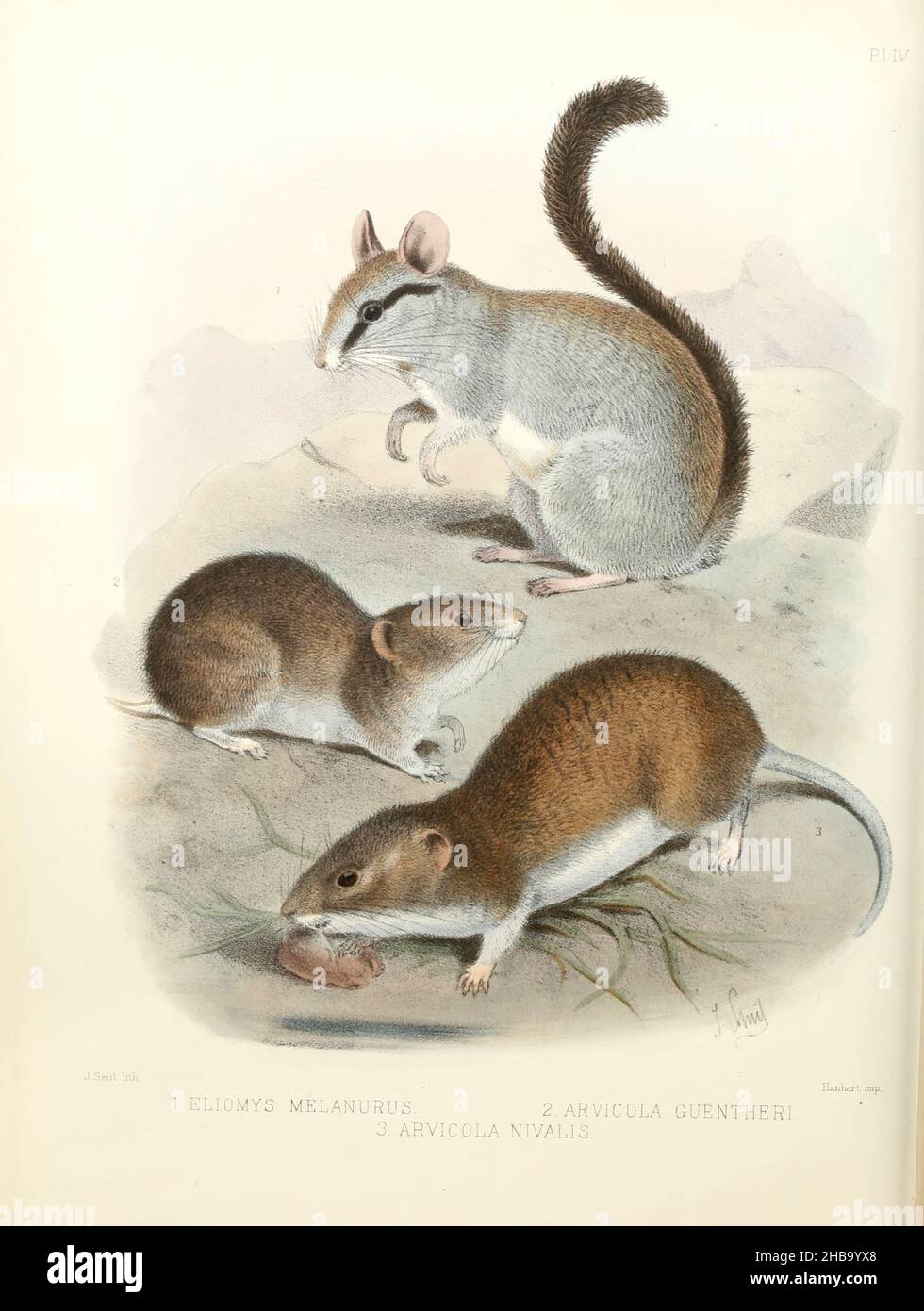 Illustration of an Asian garden dormouse, or large-eared garden ...