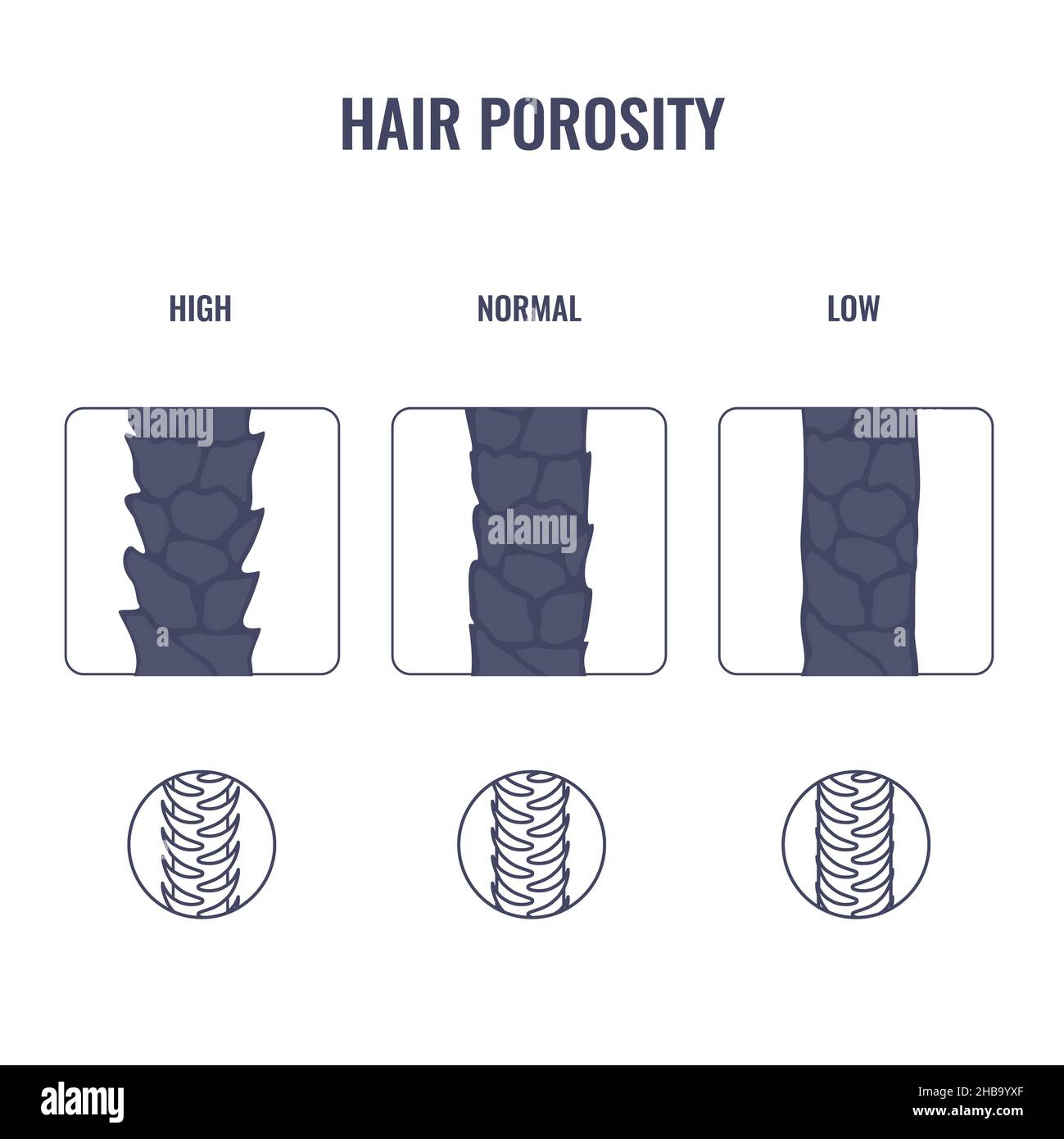 Hair porosity types, conceptual illustration Stock Photo - Alamy