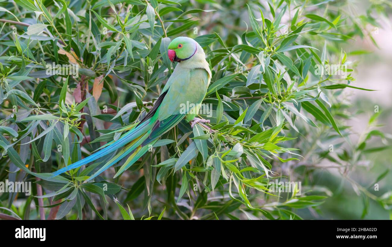 A male Ringnecked Parakeet in a tree, Dubai, United Arab Emirates Stock ...