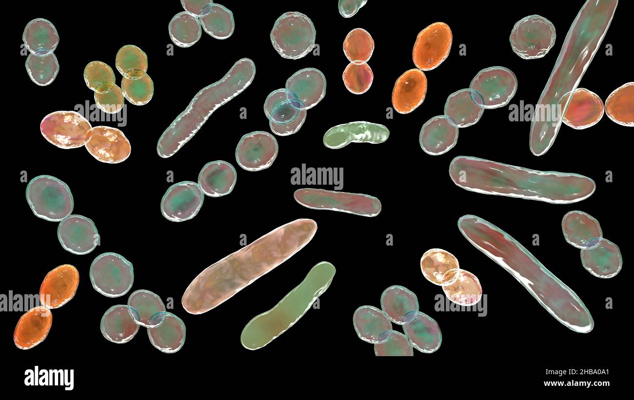 Computer illustration of bacteria of different shapes, including cocci ...
