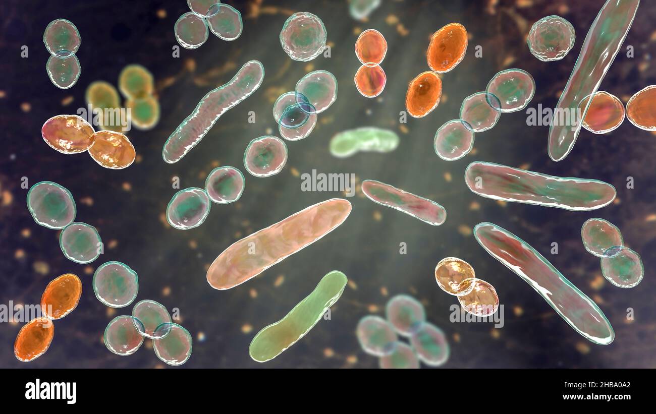 Computer illustration of bacteria of different shapes, including cocci ...