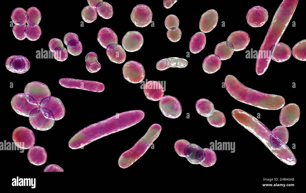 Coccus vibrio hi-res stock photography and images - Alamy