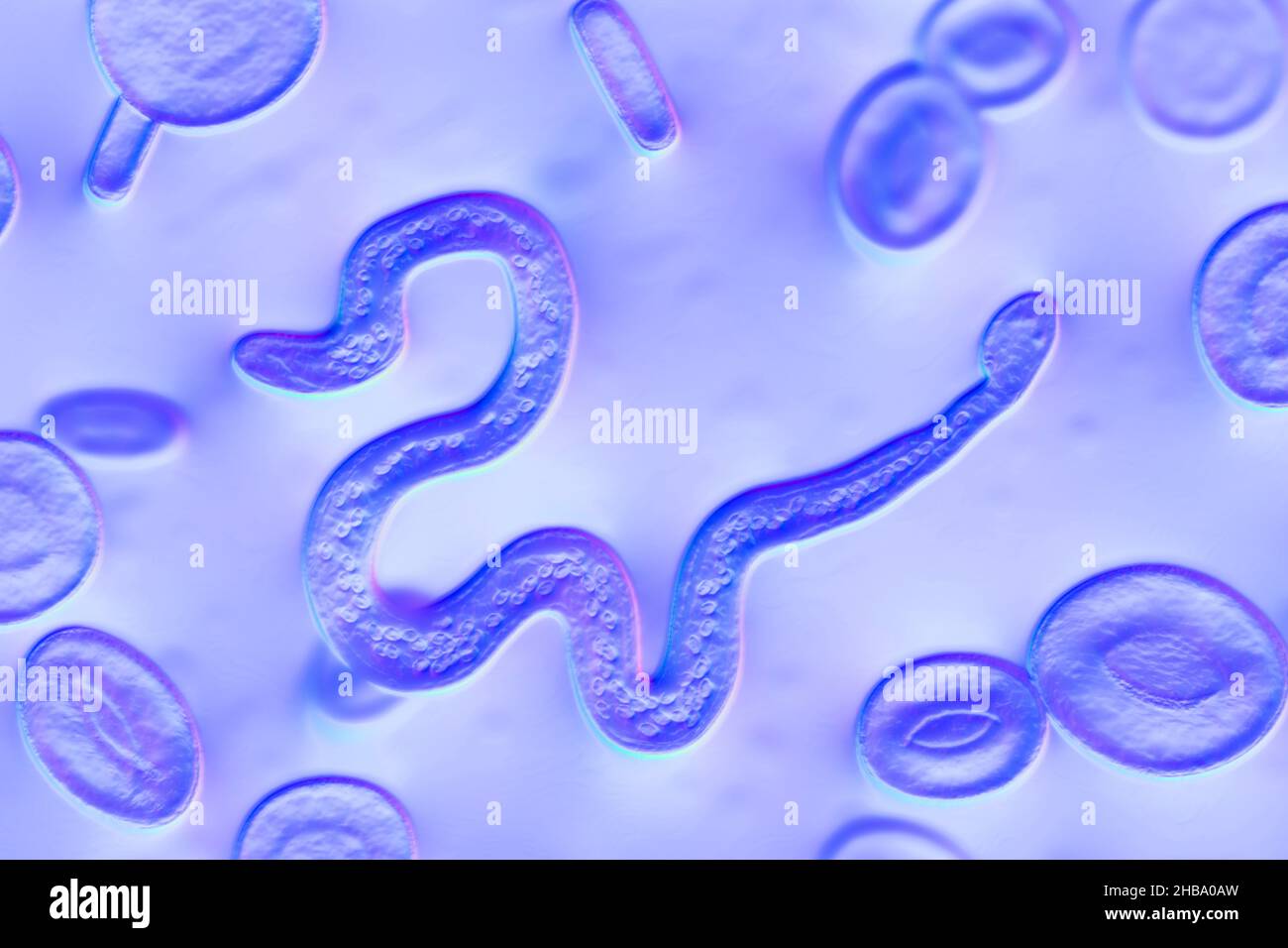 Computer illustration of Brugia malayi, a parasitic nematode worm and ...