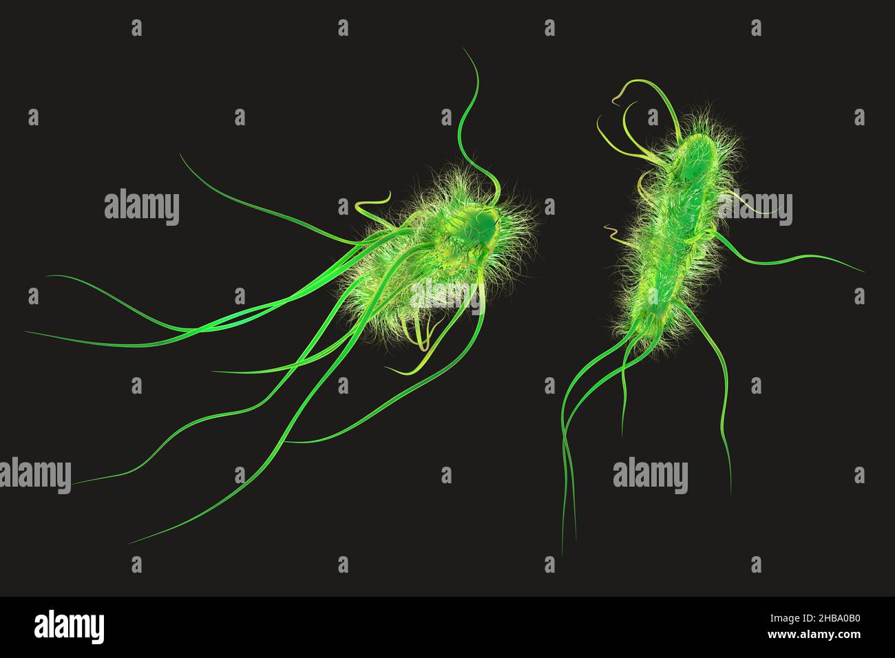 Escherichia coli bacteria, computer illustration. E. coli is a rod ...
