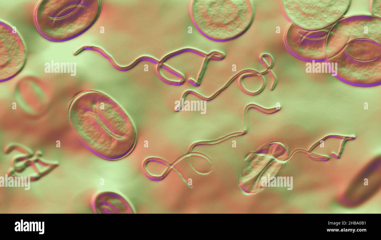 Computer illustration of Borrelia bacteria in blood. Borrelia causes ...
