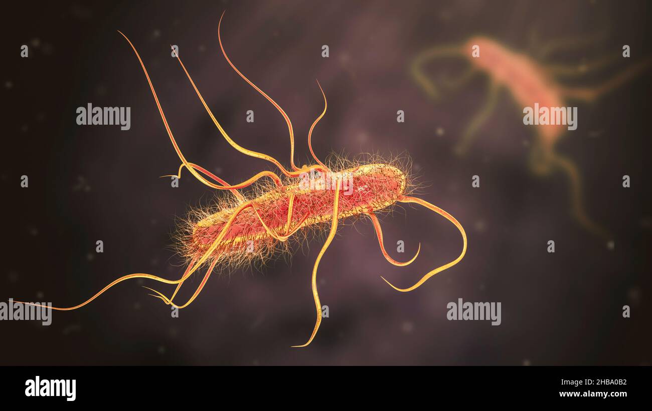 Escherichia coli bacteria, computer illustration. E. coli is a rod ...