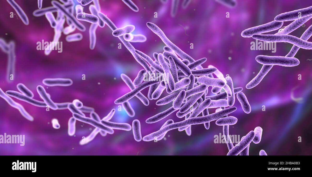 Erysipelothrix bacteria hi-res stock photography and images - Alamy